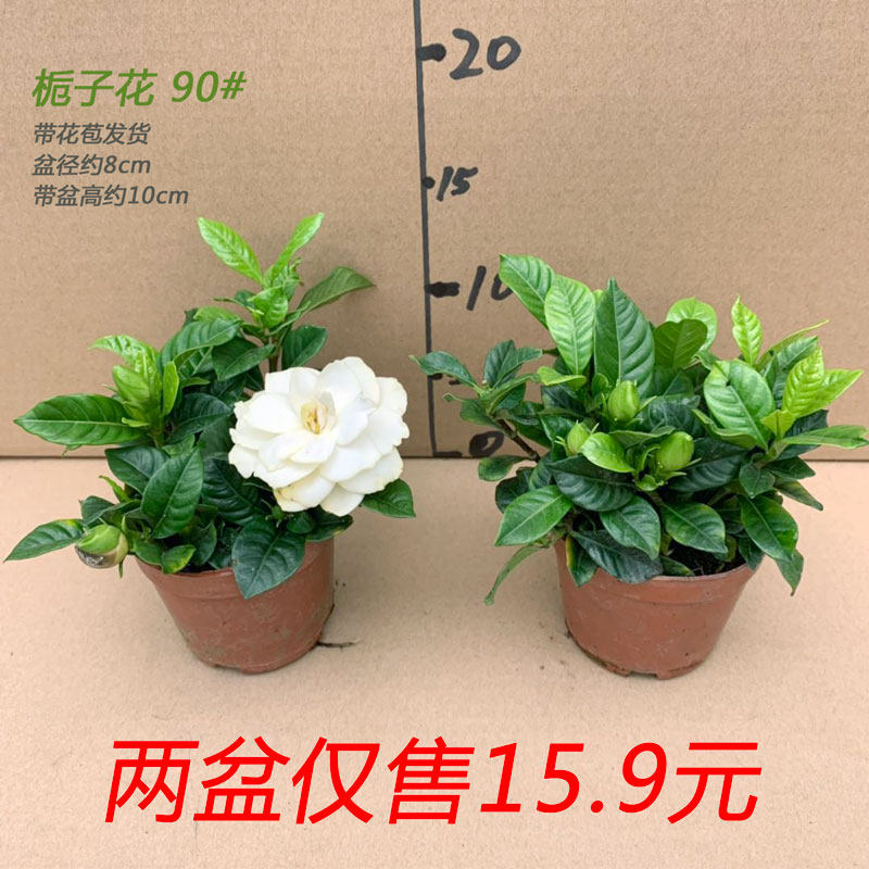栀子花盆栽枝枝花带花苞室内驱蚊香味桌面阳台花卉四季开花除甲醛