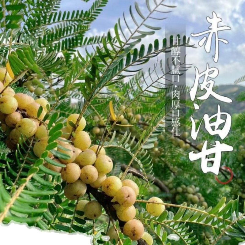 新鲜赤皮小油甘果潮汕油柑果生吃榨汁余甘果油甘子果孕妇水果现摘