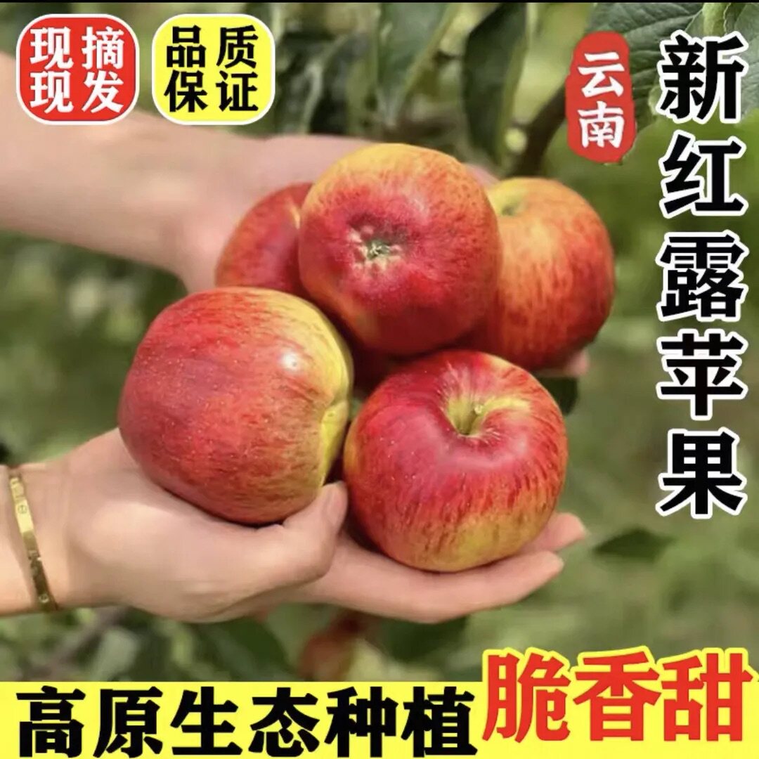 云南昭通2026年红露苹果高原生态种植脆甜红露苹果新鲜水果当季