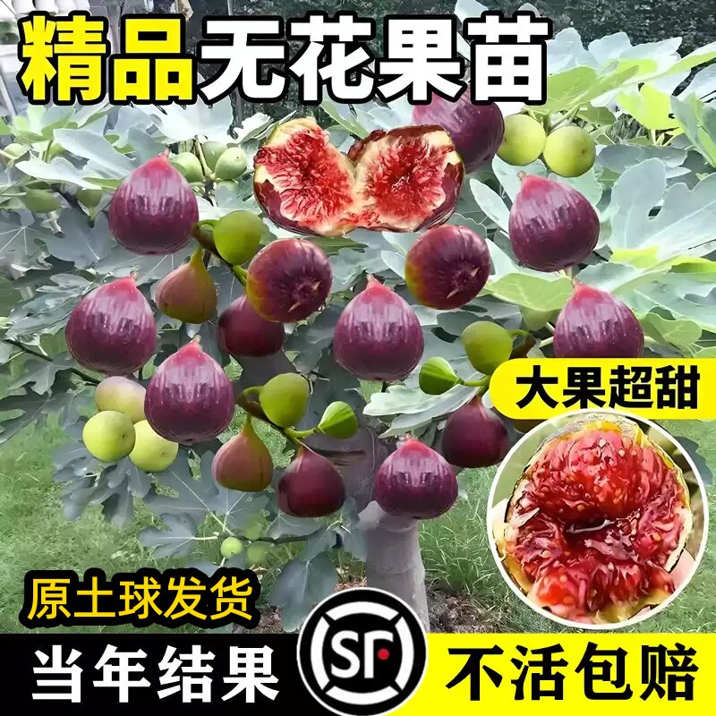 精品无花果苗盆栽特大果超甜当年结果盆栽地栽原土球发货不活包赔