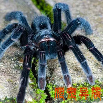 爪哇黄膝头蜘蛛Selenocosmia javanensis活体宠物蜘蛛稀有收藏款