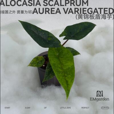 EMgarden|黄锦板盾海芋 Alocasia Scalprum Aurea Variegated