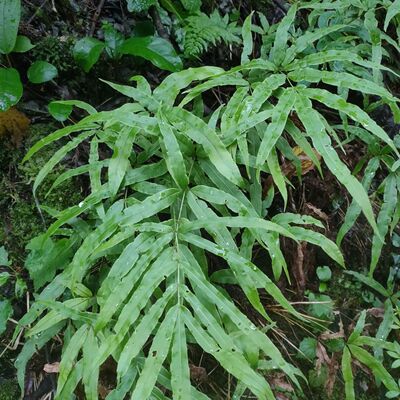 云南纯天然带根剑叶凤尾蕨全草中药材井边栏草鸡爪草 新鲜现采