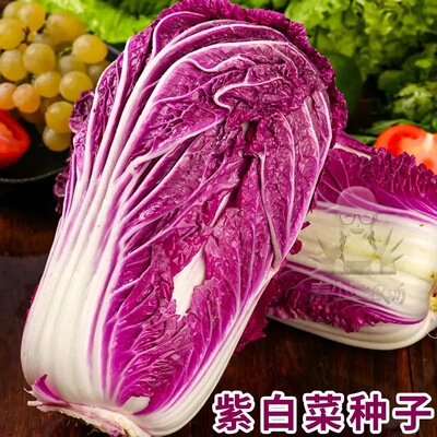 紫玉香妃大白菜种子高产紫白菜种子紫罗兰白菜紫白菜夏季蔬菜种子