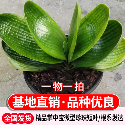 北方袖珍圆头微型珍珠君子兰麻叶