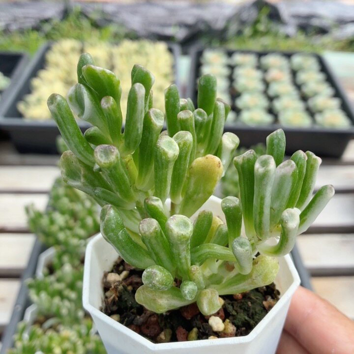 吸财树锦 稀有多肉植物窗台阳台好养高颜值花卉绿植盆栽(20包邮