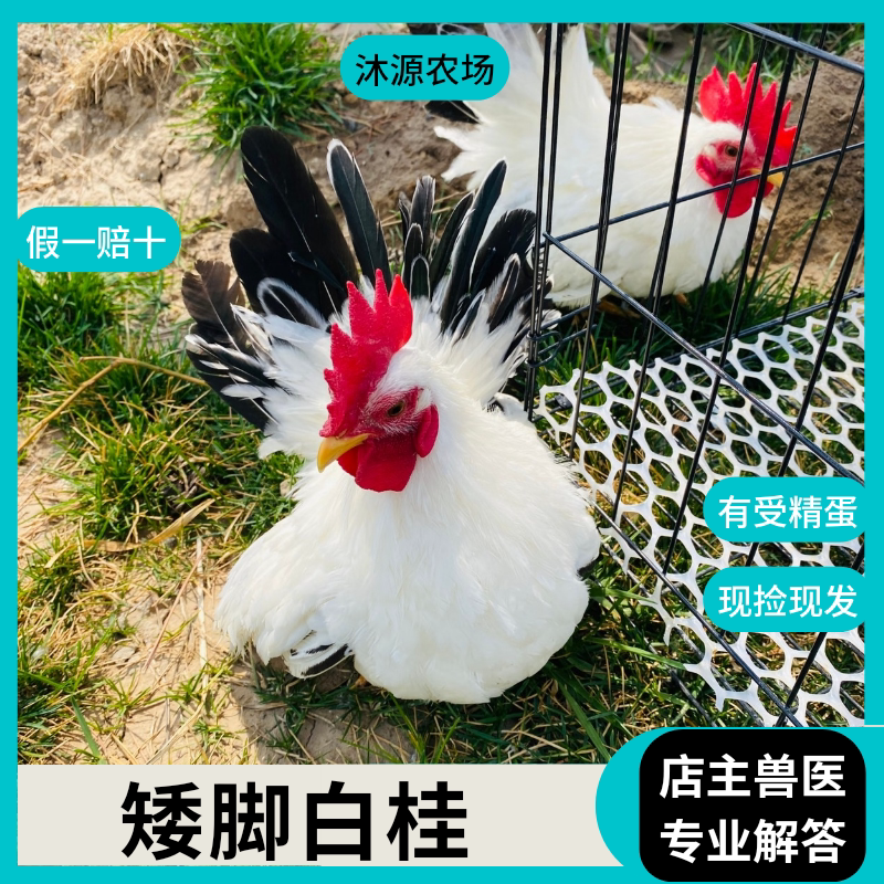 【沐源农场】泰国矮脚白桂观赏鸡蛋袖珍短脚小体型宠物鸡