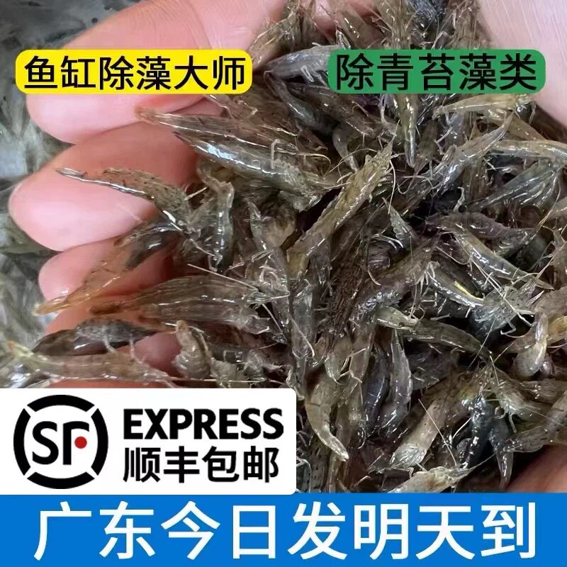 黑壳虾除藻虾草虾活体小缸清洁虾乌龟饲料工具虾草水族箱鱼缸包邮