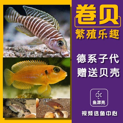 坦湖斑马贝黄帆天堂鸟叮当慈鲷