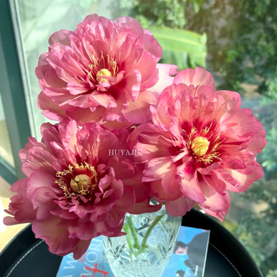 变色伊藤芍药希拉里复古重瓣