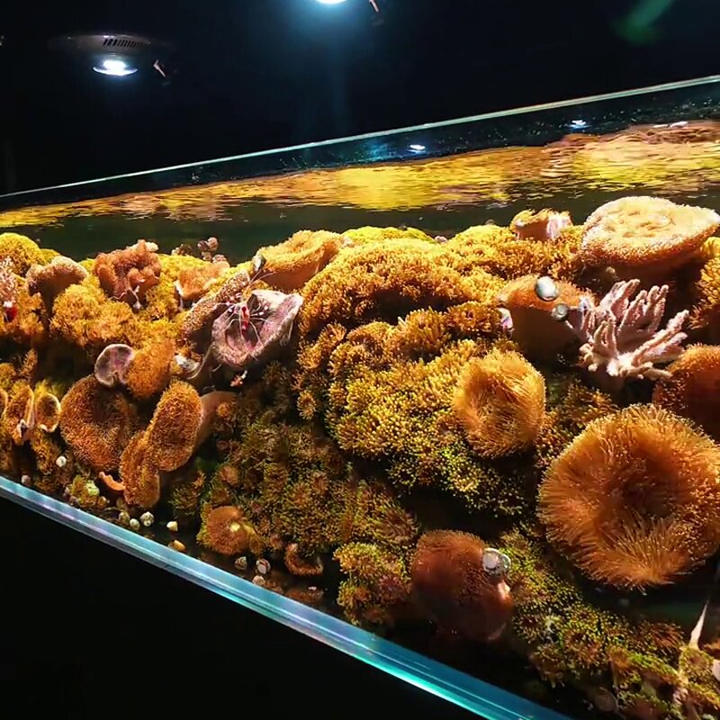 【50个】马伽侬海葵马家农荧光绿海葵纽扣海葵软体lps净化珊瑚