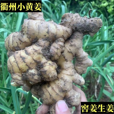 衢州小湖南农户自种生姜小黄姜新嫩老蛟垄生姜包邮正片月子姜土姜