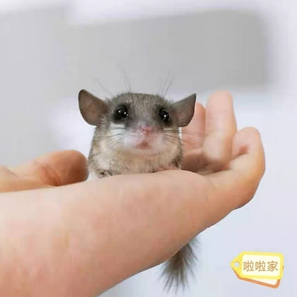 西班牙睡鼠幼崽宠物活体活体微型龙猫学生宿舍好养小活物
