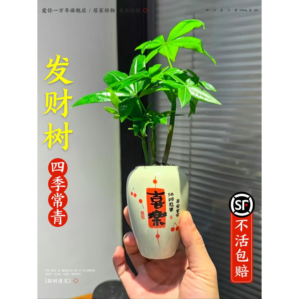 发财树小盆栽室内绿植办公室桌面奶油风盆栽好养活四季常青去甲醛