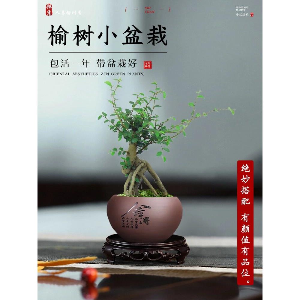 小叶榆树盆景办公室内桌面老桩飘枝造型四季常青好养新手入门绿植