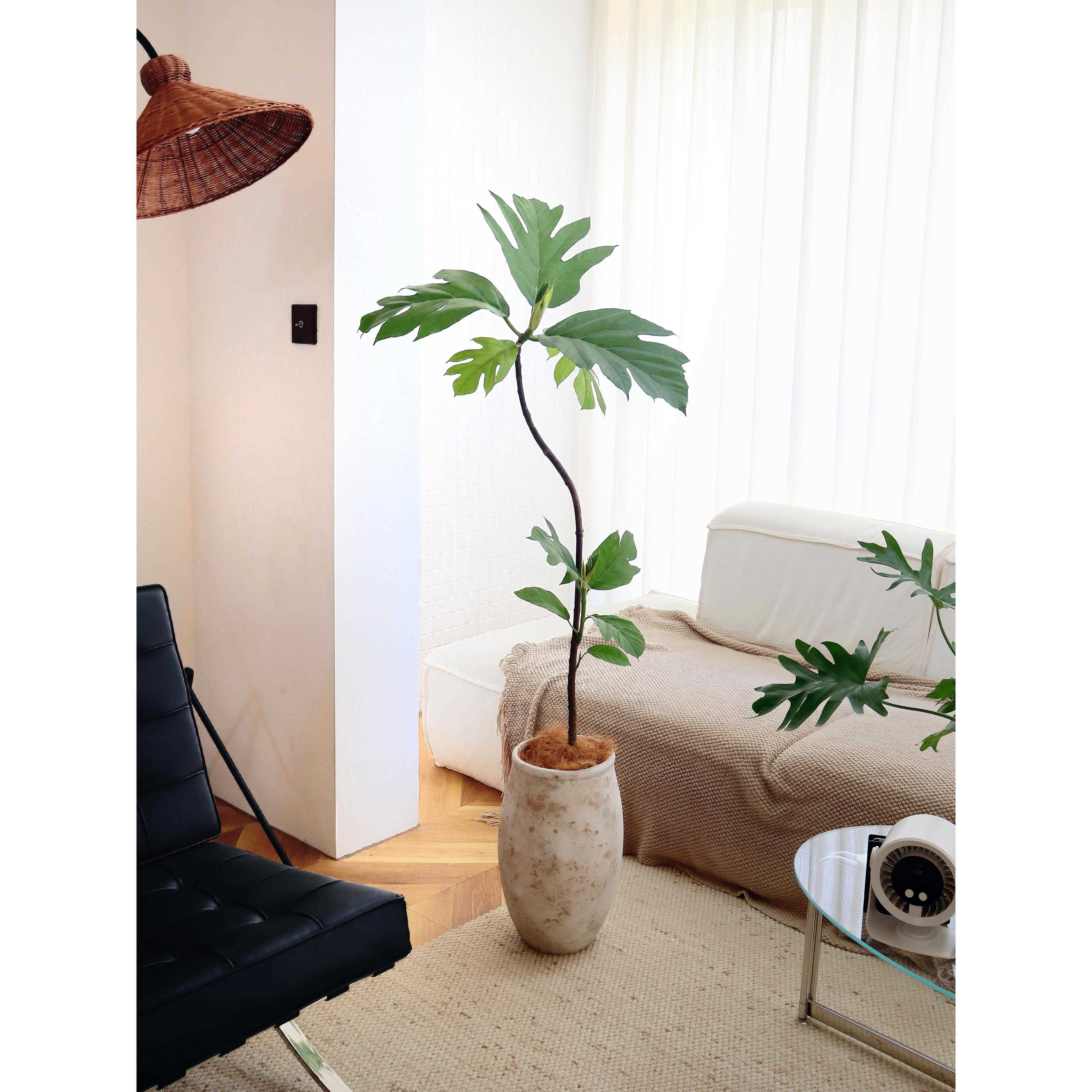 苏太植物 面包树网红盆栽 客厅植物软装装饰好养大型植物