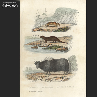 法国1856年古董手工上色雕版铜版钢版田园博物装饰/Buffon/鞑靼牛