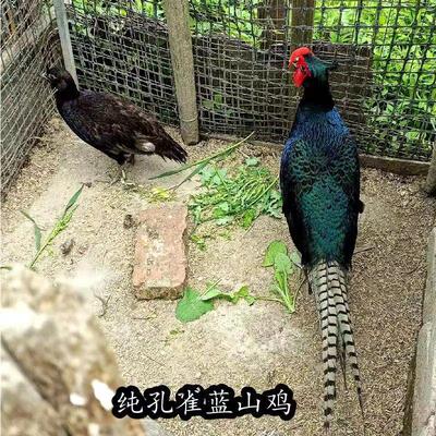 杂交黑脖青年七彩山鸡五黑鸡活苗贵妃乌鸡母鸡宠物观赏鸡包活到家