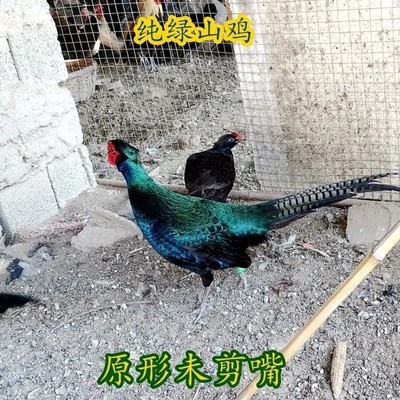活体纯绿山鸡非孔雀蓝七彩山鸡杂交黑脖绿雉鸡媒珍珠鸡贵妃鸡波兰