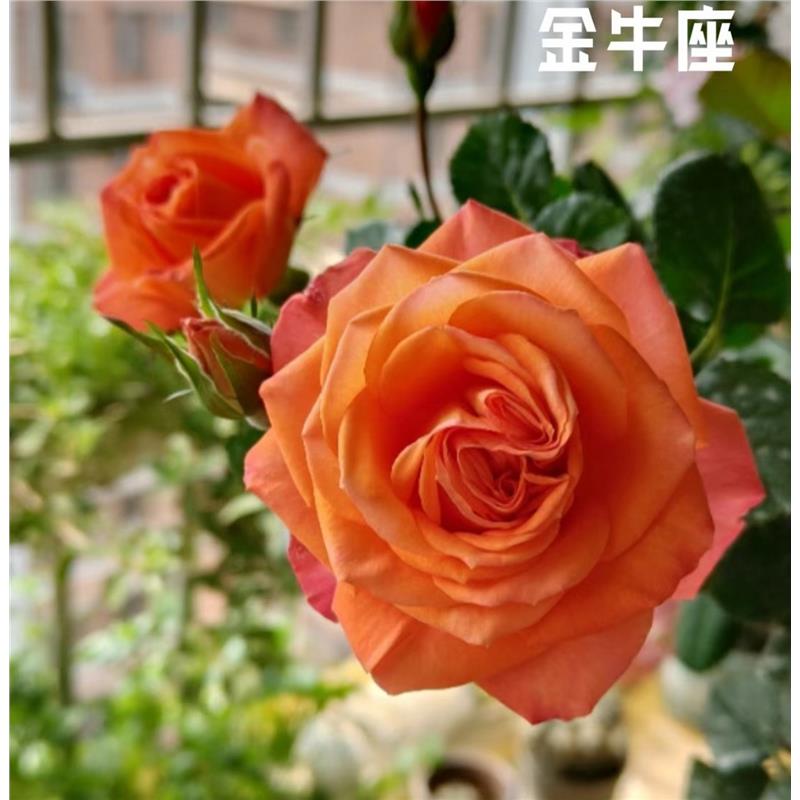 金牛座小苗阳台 星座系列微月扦插四季多花月季玫瑰苗绿植庭院