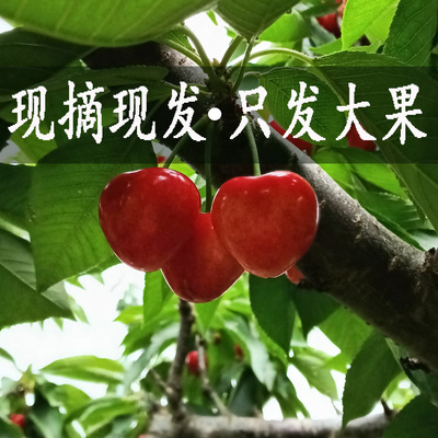 陕西沙王萨米脱大樱桃露天自然熟