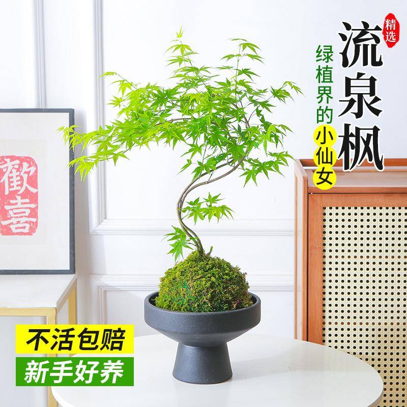 苔藓球流泉枫盆栽造型绿植室内大型绿植阳台好养活盆景四季植物