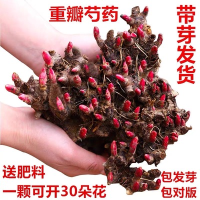 重瓣芍药花苗四季开花带芽大根块种球御前表演芍药多年生花卉盆栽