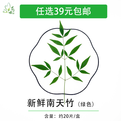 新鲜绿南天 南天竹叶非枫叶酒店西餐日料摆盘装饰花草点缀 20支