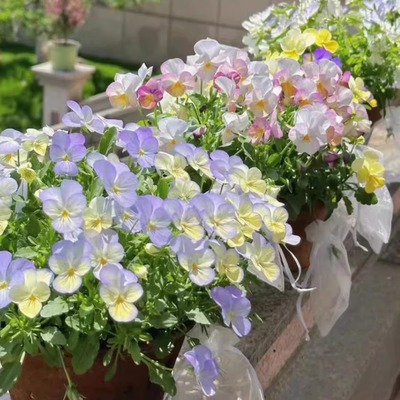 德古拉皱边角堇耐寒庭院阳台冬季