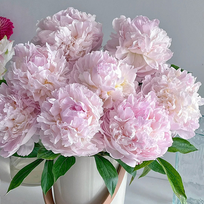 重瓣芍药鲜花基地直发顺丰包邮