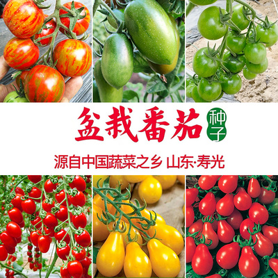 美农汇千禧超甜圣女果小番茄种子