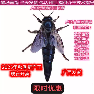 新开产中蜂蜂王伏牛高产蜜蜂伏牛广西产卵王双色土蜂阿坝王红背王