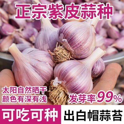 2025紫皮蒜瓣蒜苔蒜香蒜瓣子大蒜