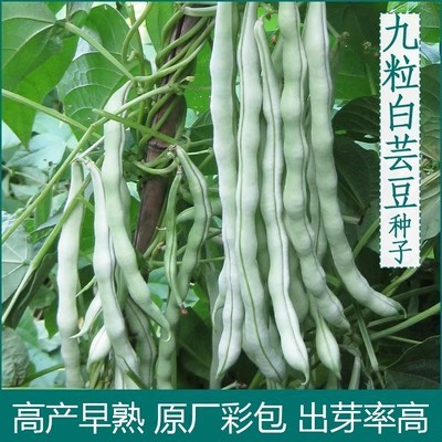 摘不败九粒白芸豆种子