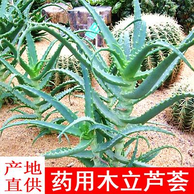龙爪菊盆栽药用食用木立芦荟叶片