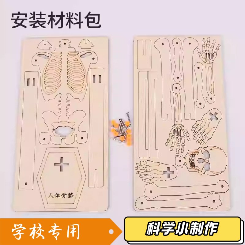 科技小制作diy人体骨骼模型 拼装科普器材科学小实验标本教学K63