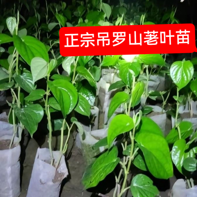 海南陵水吊罗山荖叶苗佬叶种叶子苗散装当季佬叶园产地直发货包邮