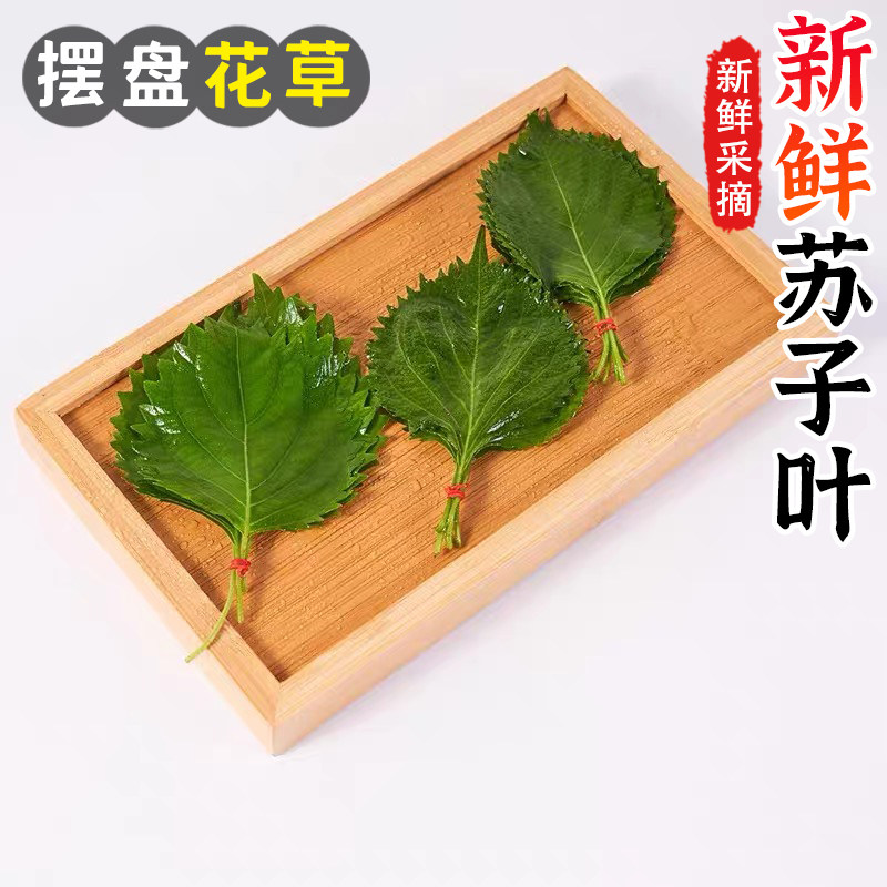 新鲜苏子叶大叶刺身日料寿司酒店海鲜摆盘装饰烤肉可食用紫苏叶