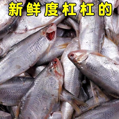 连云港新鲜黄鲫子鱼 黄鲫鱼 黄尖鱼 毛扣鱼烤子鱼海鲜3斤顺丰包邮