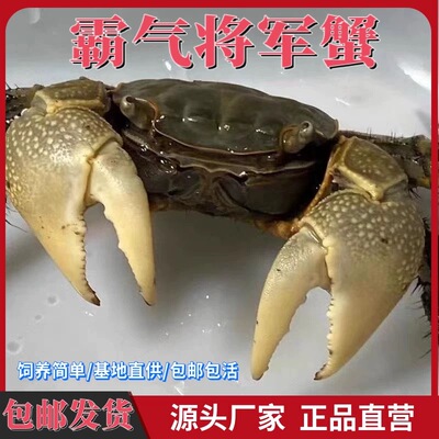 将军蟹相手蟹西瓜蟹活体水族螃蟹观赏蟹淡水小彩蟹辣椒蟹中华沙蟹