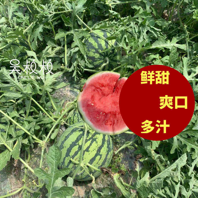 崇明本地8424新鲜当季甜大西瓜2个装15-18斤/1个装7-8斤