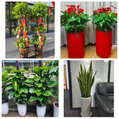 遵义市桐梓绥阳县正安道真县同城花店送开业乔迁绿植发财树幸福树