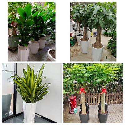 黑龙江七台河市茄子河区勃利县花店同城送发财树公司开业乔迁绿植