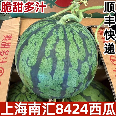 上海8424西瓜大果南汇黑籽麒麟西瓜脆甜当季新鲜现摘无籽沙瓤