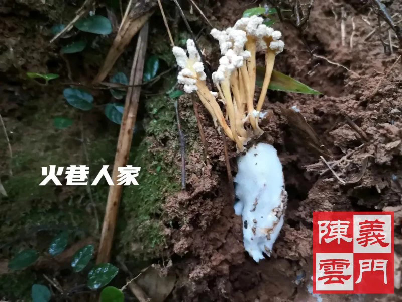 2026新鲜222只精选现采金蝉花 蝉花虫草金婵花金蚕花知了花