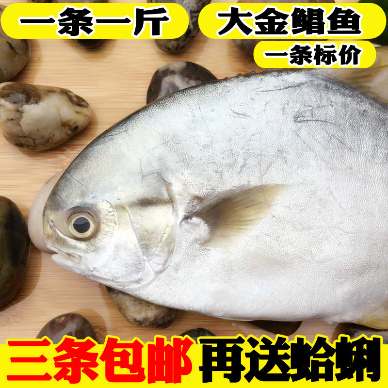 海鲜水产新鲜鲳鱼野生金鲳鱼鲜活大平鱼扁鱼昌鱼野生海鱼一条一斤