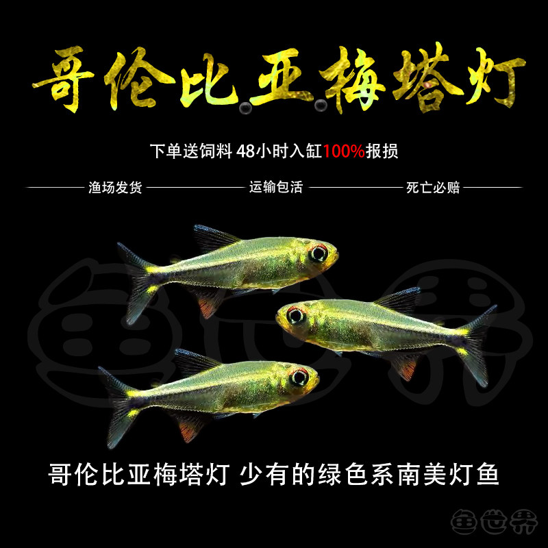 哥伦比亚梅塔灯鱼南美草缸小型群游温和热带鱼观赏鱼淡水活体鱼