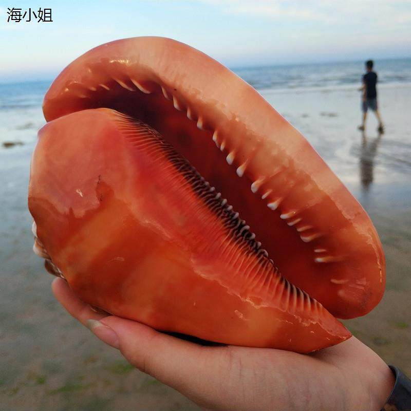 天然四大名螺万宝螺收藏家居装饰摆件鱼缸造景海螺贝壳工艺品礼物