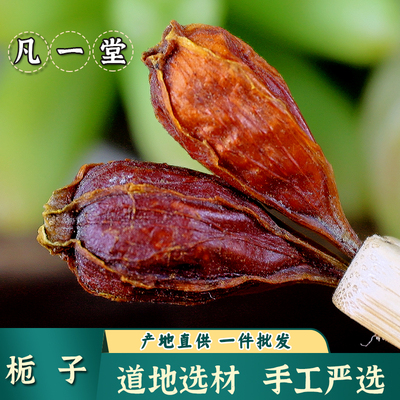 栀子中药材中草药山栀子