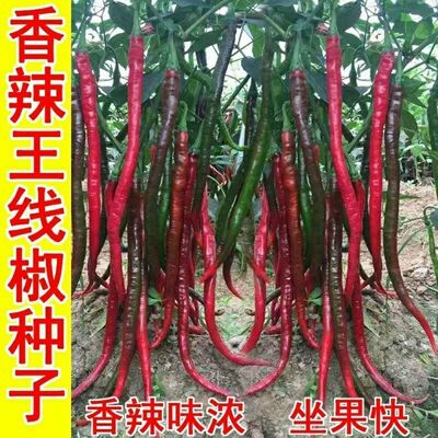 8819线椒种子香辣超辣干